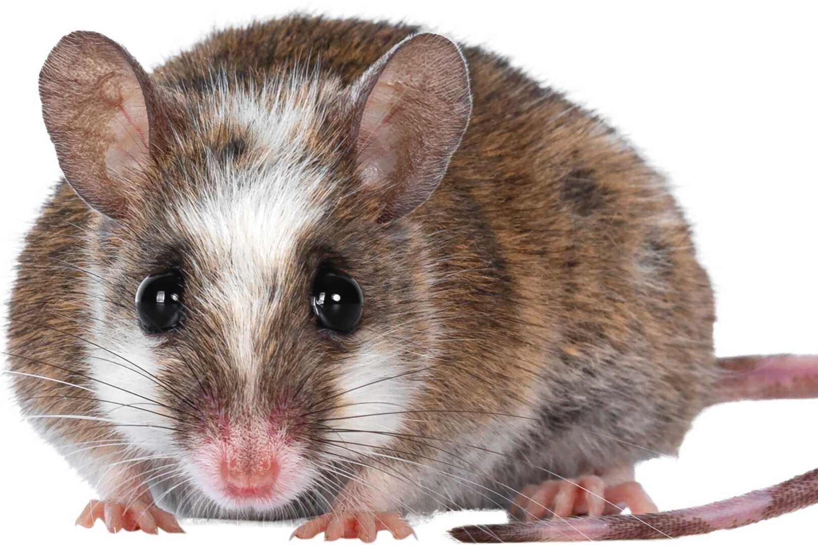 How the Right Cleveland Garage Door Can Help Keep Mice, Other Pests at ...